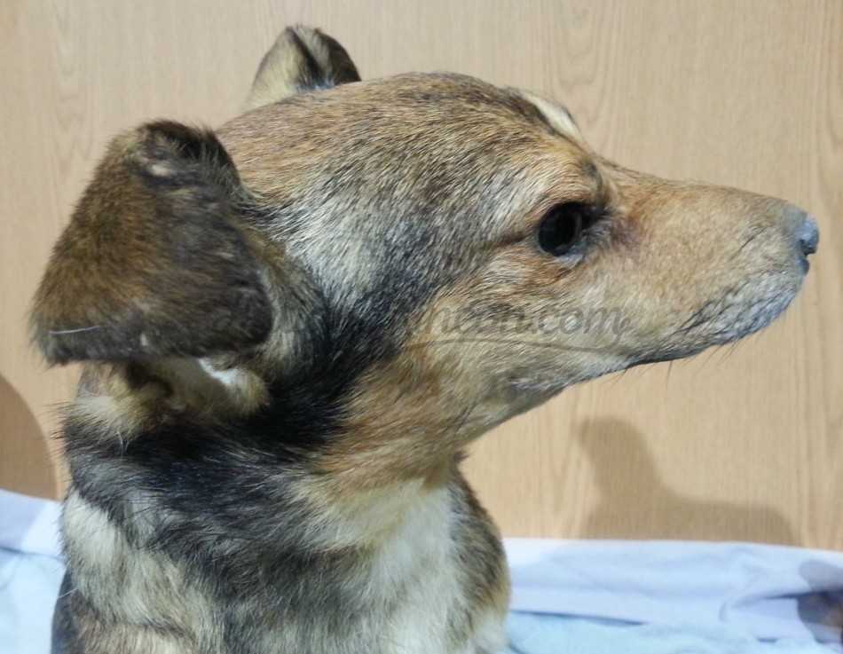 Perro disecado de cuerpo entero. Raza callejera. Precioso animal.