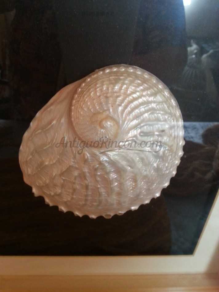 Caracolas, conchas. Haliotis Ruber. Dos ejemplares